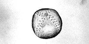 The 25 Best 19th Century Baseball Players